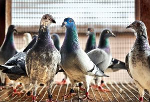 8 Tips on Raising Pigeons at Home for Meat